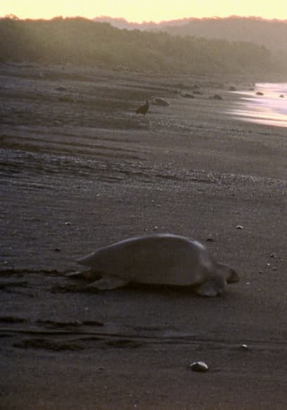 Watch My Animal Friends S01:E21 - Turtle - Free TV Shows | Tubi