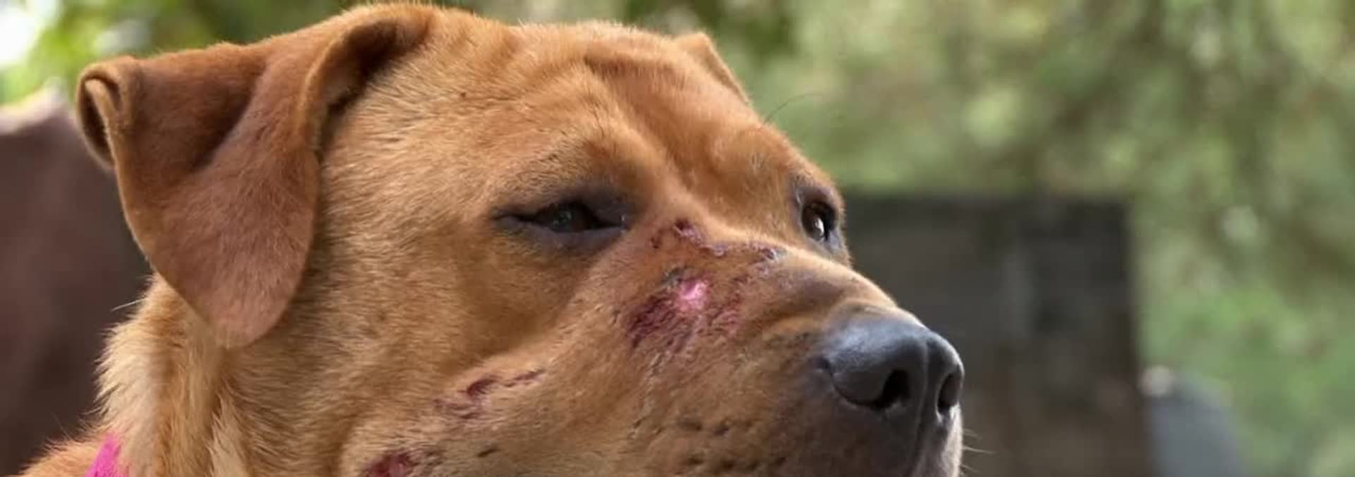 Watch Confessions: Animal Hoarding S04:E05 - Thank God for Pit Bulls! - Free TV Shows | Tubi