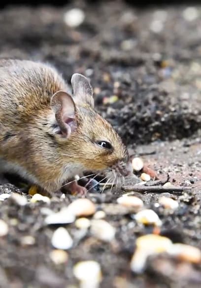 Watch Bizarre Beasts S01:E15 - The Strangest Animals on Earth: Popcorn ...