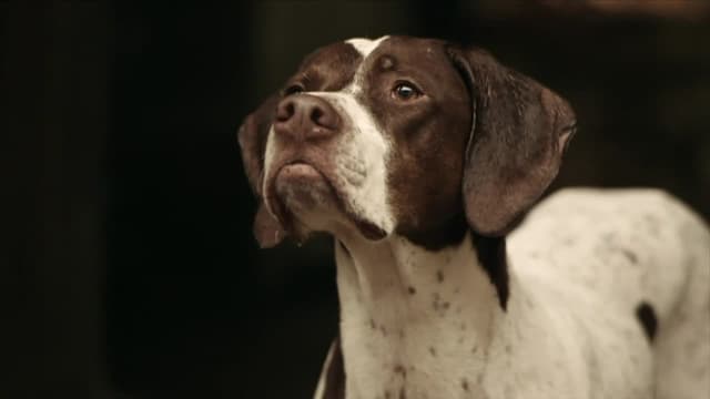 Watch Mysteries at the Museum S13:E15 - Judy the POW Dog and More ...