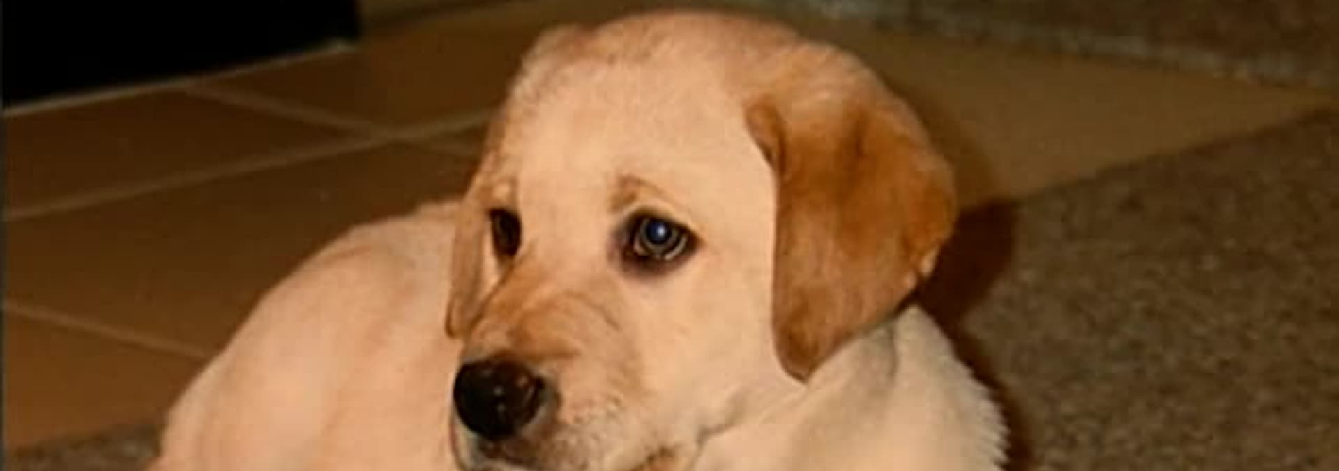 Watch Dog Whisperer with Cesar Millan S01:E18 - Sunshine and Teddy ...