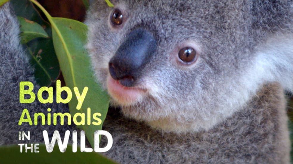 Watch Baby Animals in the Wild Stream en ligne | Tubi TV Gratuit