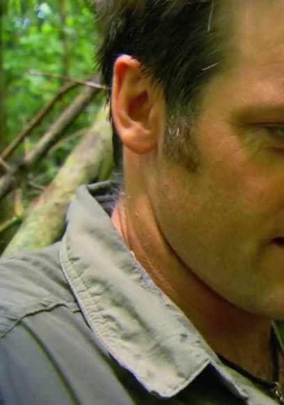 Watch Nick Baker’s Weird Creatures S03:E07 - Giant Anteater - Free TV ...
