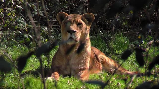 Watch The Zoo S04:E06 - Episode 6 - Free TV Shows | Tubi