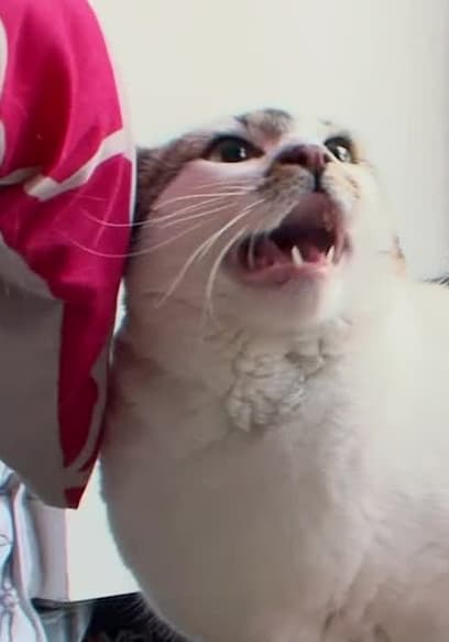 Watch My Cat from Hell S04:E13 - Buddha Bullies Hector - Free TV Shows ...