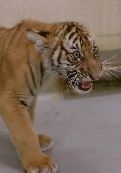 Watch The Zoo S01:E01 - Higher Purpose - Free TV Shows | Tubi