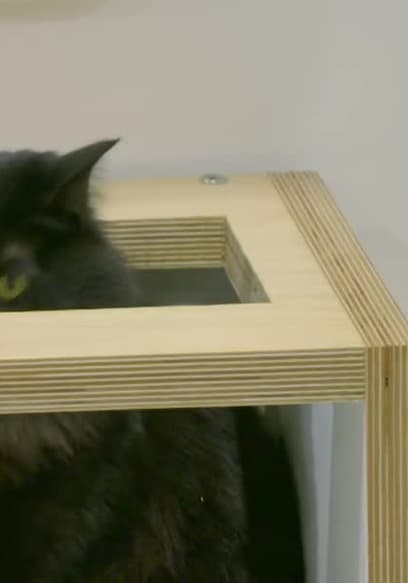 Watch Animal Cribs S01:E01 - Tricked-Out Cat Castle - Free TV Shows | Tubi