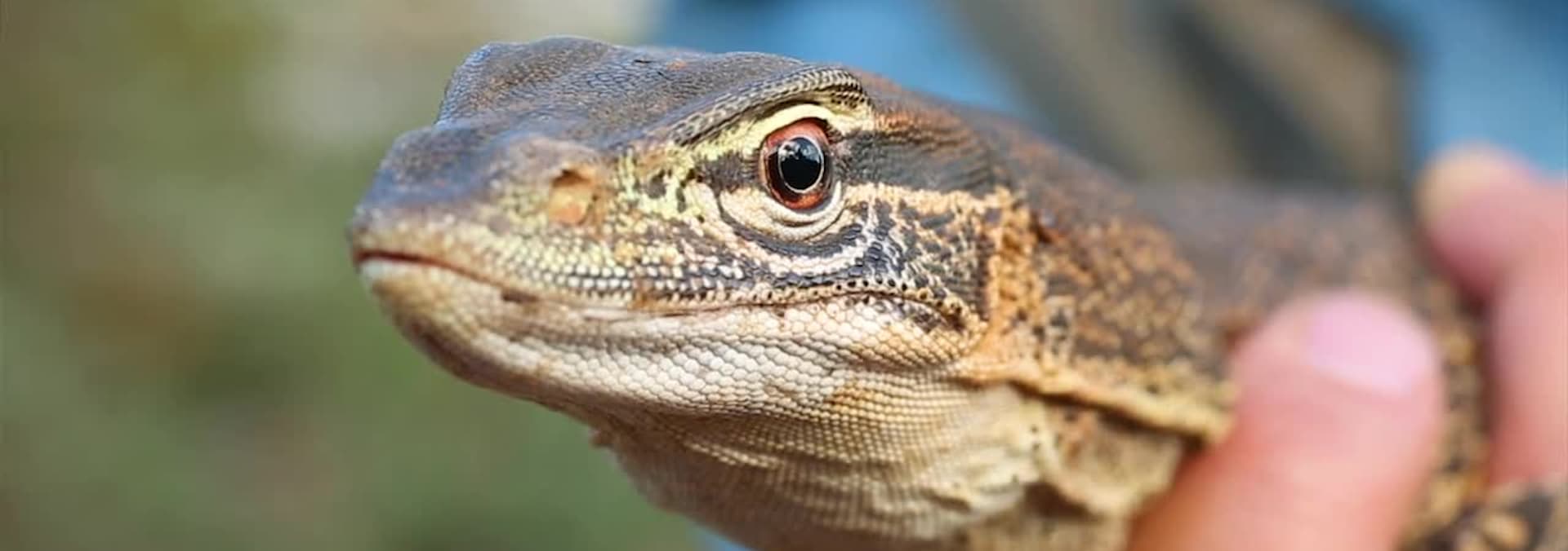 Watch Brave Wilderness S06:E02 - Blue Tongue Skink! - Free TV Shows | Tubi