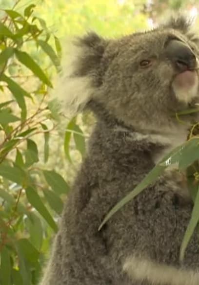 Watch All About Animals S01:E01 - Furry Friends and Grooming - Free TV ...