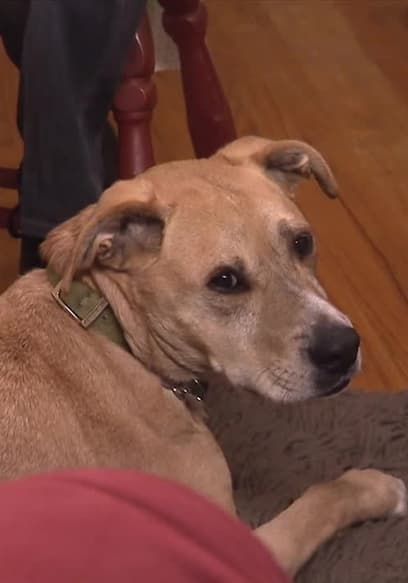 Watch Dog Whisperer with Cesar Millan S07:E06 - Cesar, We Have a ...