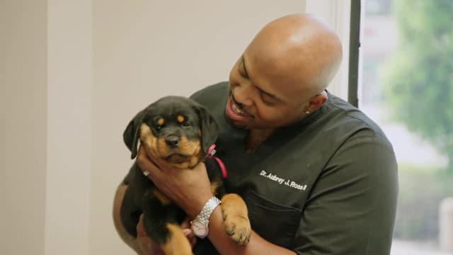 Watch The Vet Life S01:E07 - Training Day - Free TV Shows | Tubi