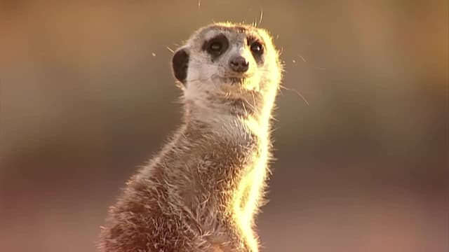 Watch Meerkat Manor S02:E01 - Episode 1 - Free TV Shows | Tubi