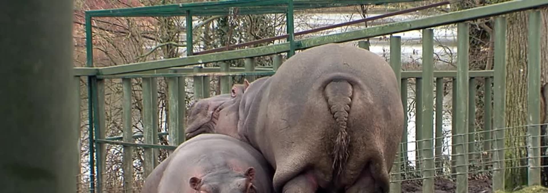 Watch The Zoo S03:E04 - Episode 4 - Free TV Shows | Tubi