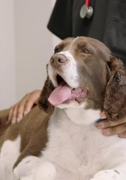 Watch The Vet Life S01:E01 - Hello Houston - Free TV Shows | Tubi