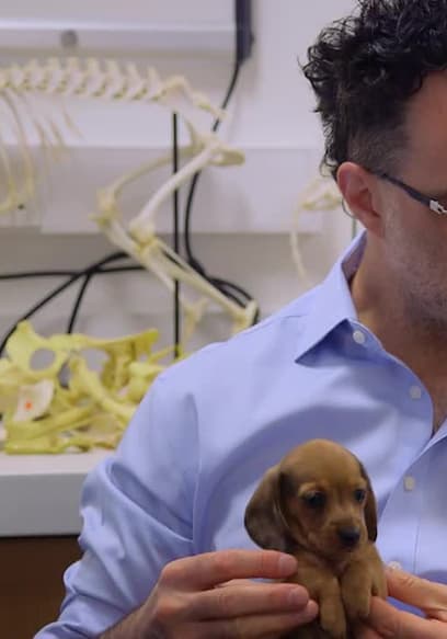 Watch The Supervet S03:E05 - Adam, Peggy, and Harvey - Free TV Shows | Tubi
