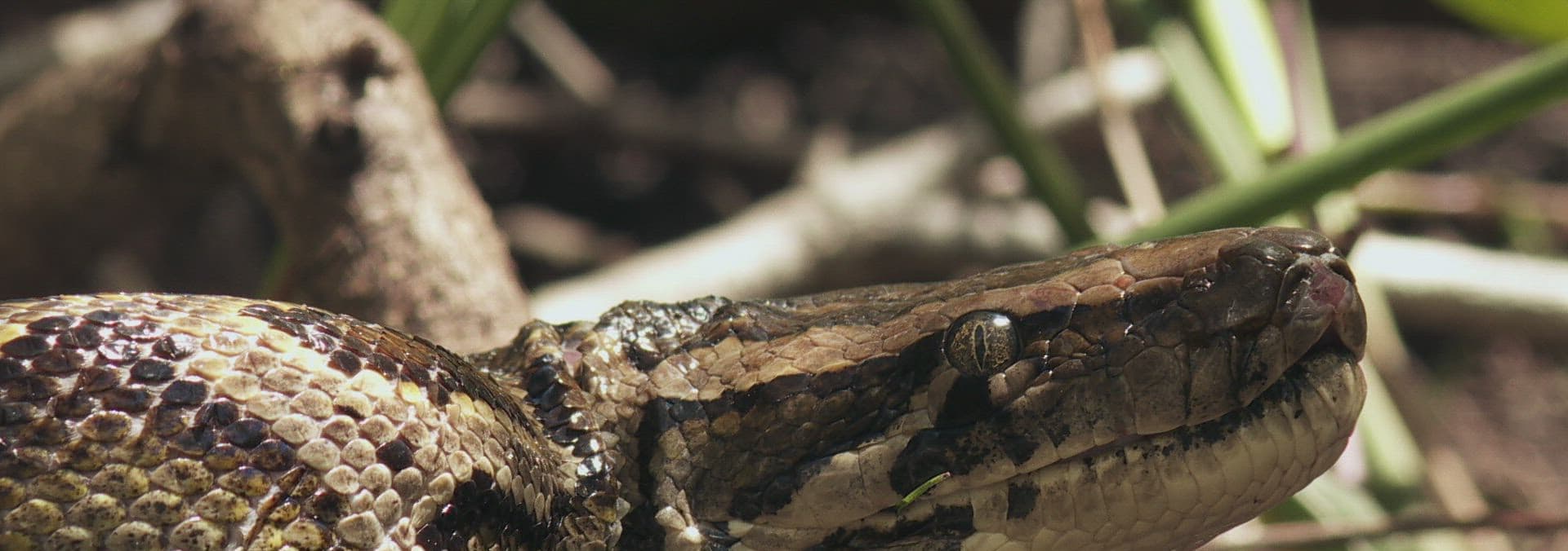 Watch Swamp People: Serpent Invasion S04:E06 - Path of Destruction ...