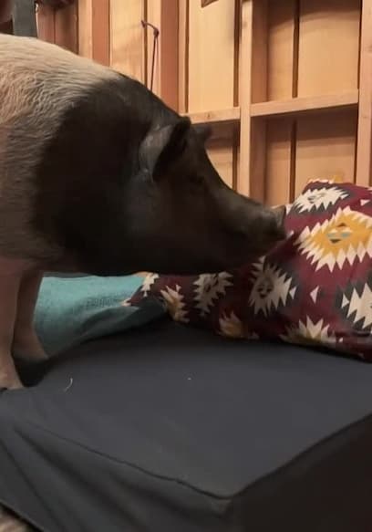 Watch Animal Cribs S02:E03 - Backyard Barnyard - Free TV Shows | Tubi