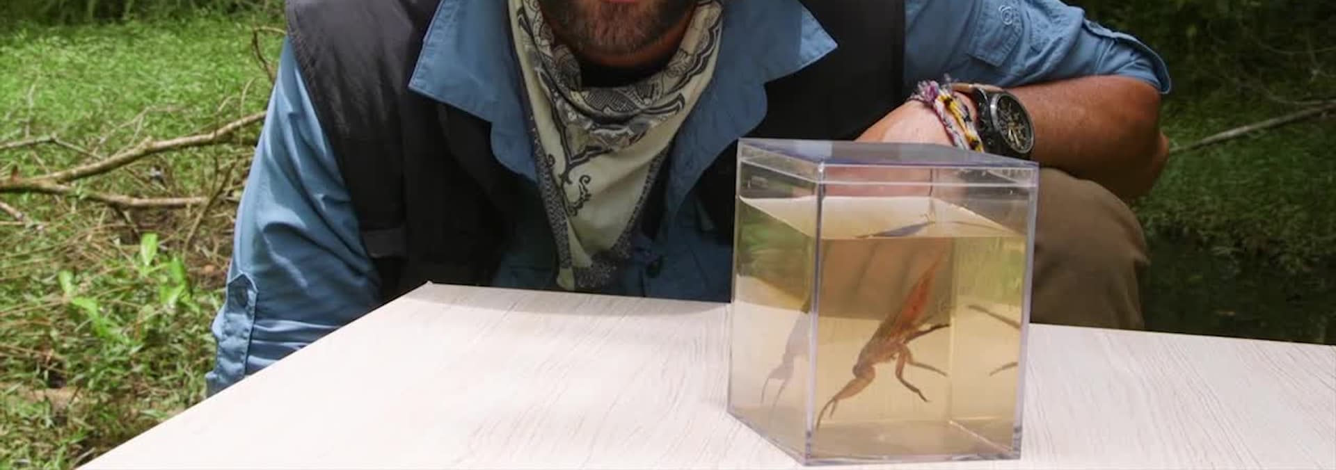 Watch Brave Wilderness S02:E09 - Giant Water Bug Bite - Free TV Shows ...