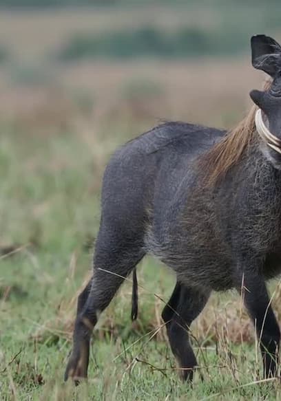 Watch Battle of the Alphas S02:E10 - Ugly - Free TV Shows | Tubi