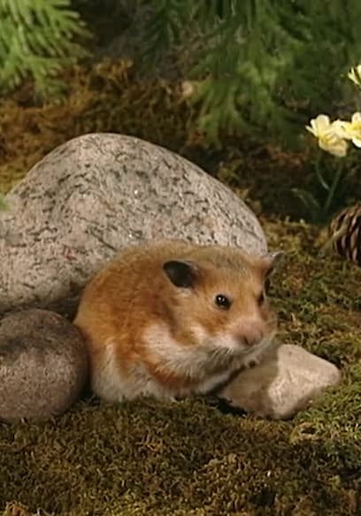 Watch Once Upon a Hamster S05:E08 - The Little Hamster That Could ...