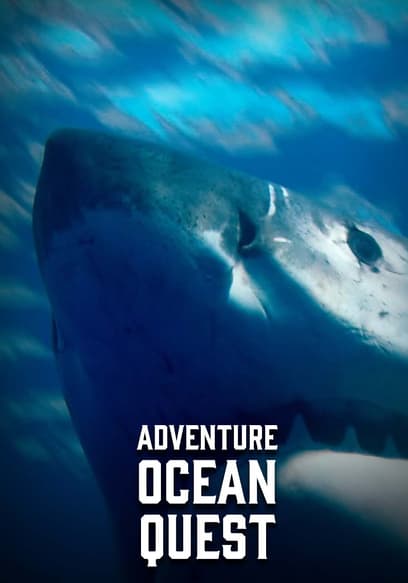 Watch Adventure Ocean Quest (2013) - Free Movies | Tubi