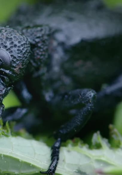 Watch Planeta Selva S01:E05 - Selvas Del Mar: Laurisilva De Canarias ...