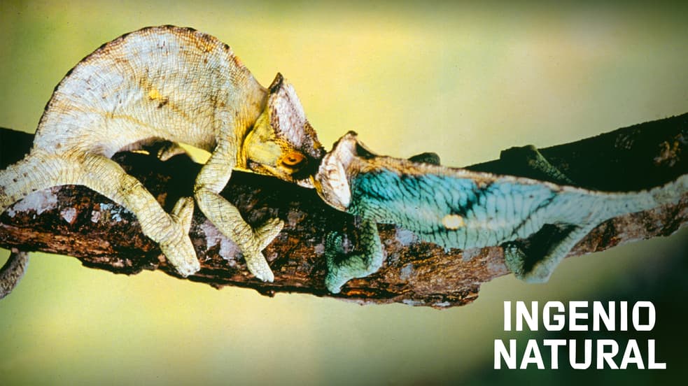 Watch Ingenio Natural Stream en línea | Tubi TV Gratis