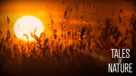 Watch Tales of Nature - Free TV Shows | Tubi