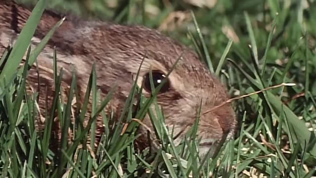 Watch Wild America S10:E1003 - Cottontails and Kin - Free TV Shows | Tubi