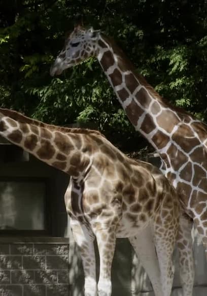 Watch The Zoo S05:E05 - Giraffe Dance - Free TV Shows | Tubi