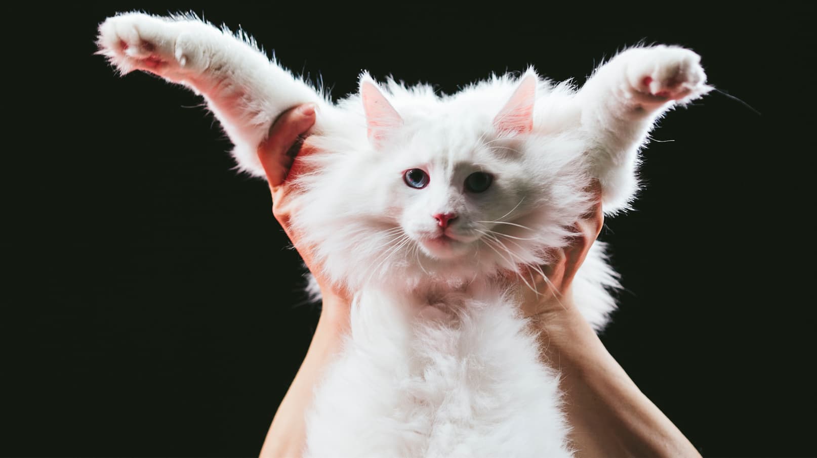 Watch Battle Cats Stream en ligne | Tubi TV Gratuit