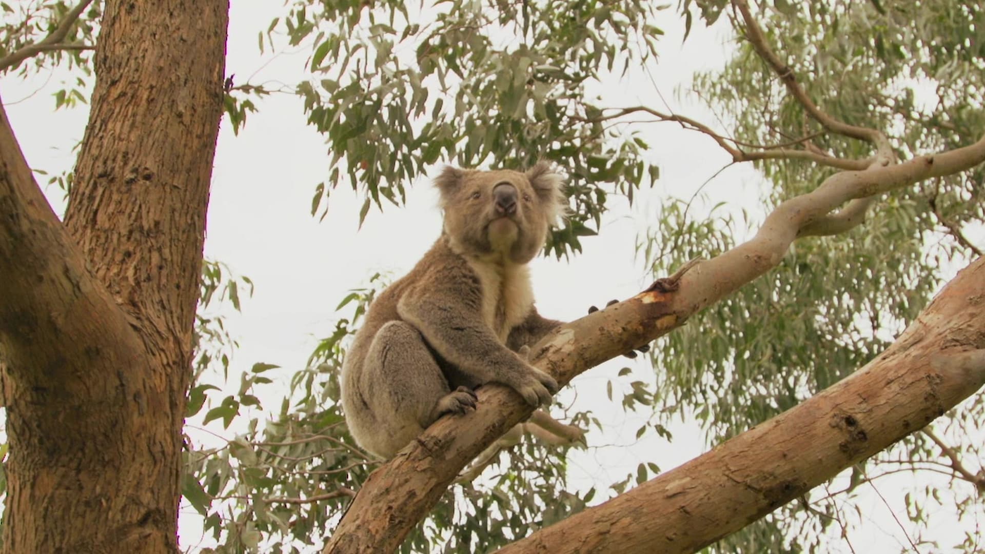 Watch The Story of Australia Streaming Online | Tubi Free TV