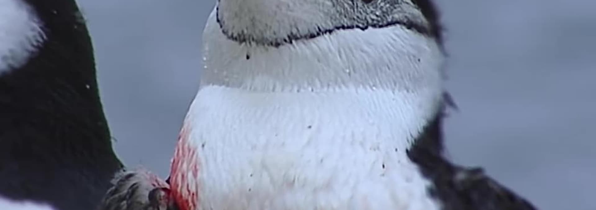 Watch Be a Predator S01:E02 - Poles - Free TV Shows | Tubi