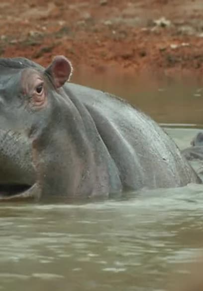 Watch Croc Watch and Hippo Watch With Steve Backshall S01:E03 - Episode ...