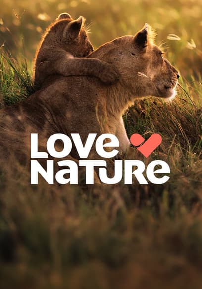 Watch Love Nature - Free Live TV | Tubi