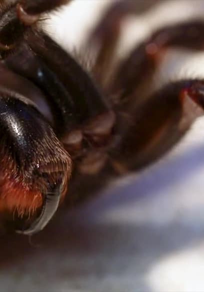 Watch Brave Wilderness S05:E01 - Deadliest Spider Bite! - Free TV Shows ...