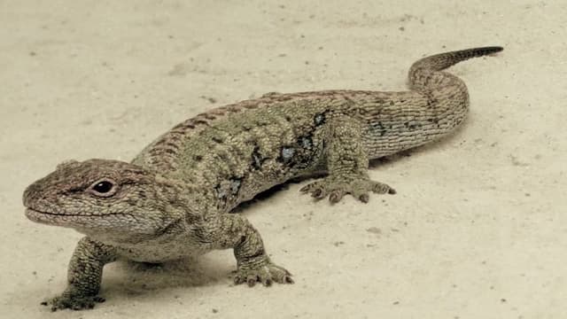 Watch Dinosaur Discovery S01:E01 - The History of Great British ...