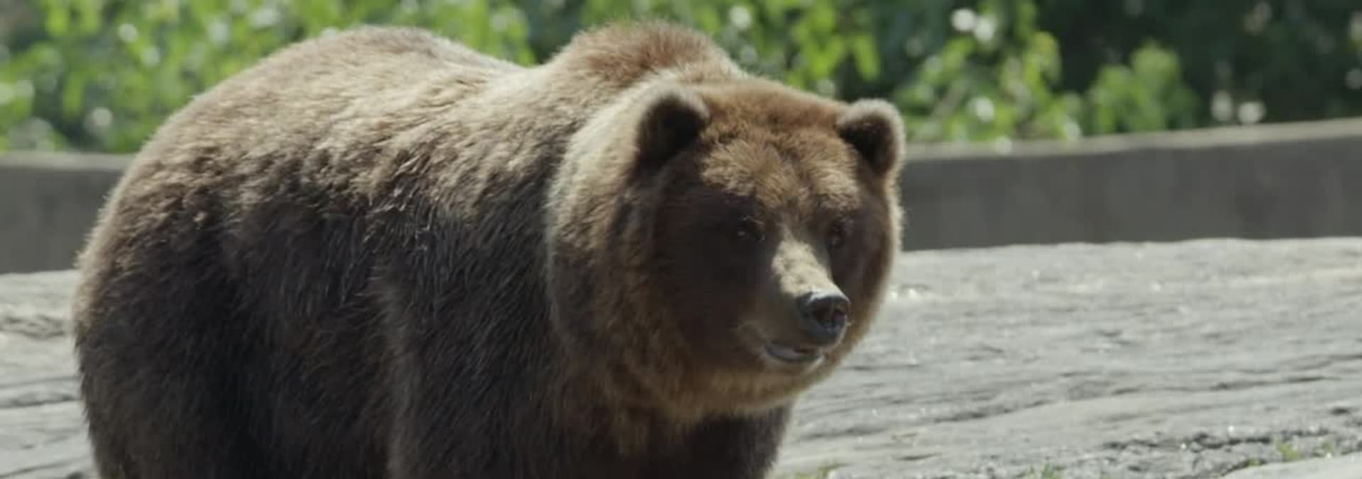 Watch The Zoo S02:E03 - Bears Will Be Bears - Free TV Shows | Tubi