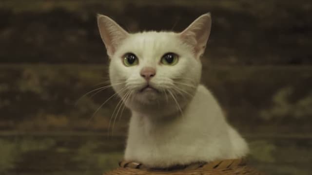 Watch Samurai Cat S01:E02 - Episode 2 - Free TV Shows | Tubi