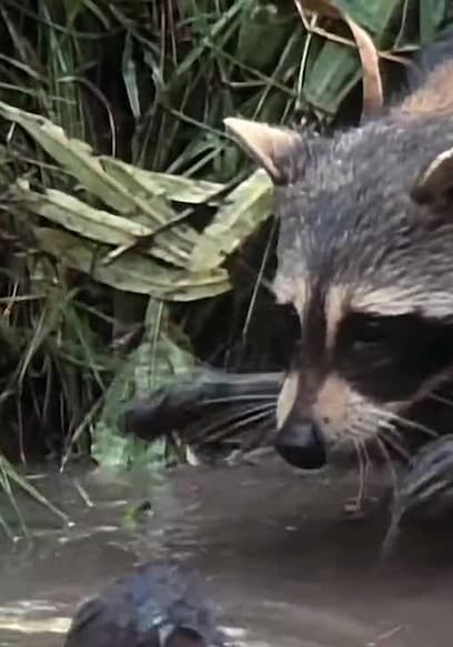 Watch Wild America S10:E1007 - Old Man Muskrat - Free TV Shows | Tubi