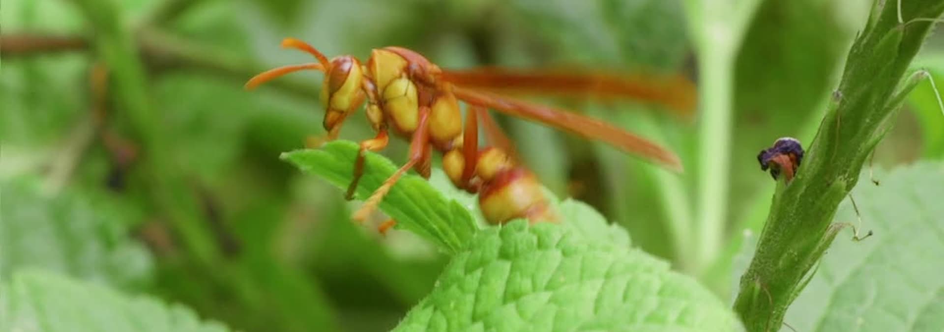 Watch Brave Wilderness S06:E11 - You Should Know - Free TV Shows | Tubi