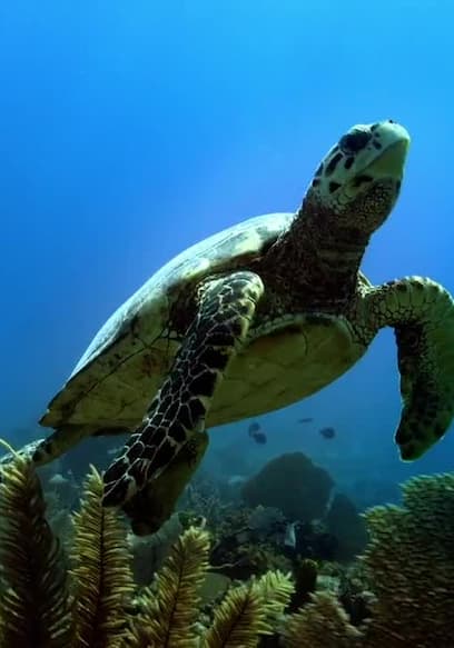 Watch Cuba: Paradise on the Brink S01:E01 - Cuba, the Blue Island ...