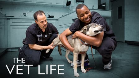 Watch The Vet Life - Free TV Shows | Tubi