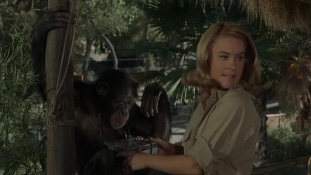 Watch Daktari S02:E17 - Undercover Judy - Free TV Shows | Tubi