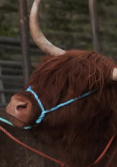 Watch The Highland Vet S02:E08 - Episode 8 - Free TV Shows | Tubi