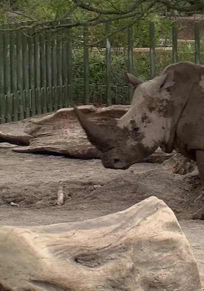 Watch The Zoo S04:E09 - Episode 9 - Free TV Shows | Tubi