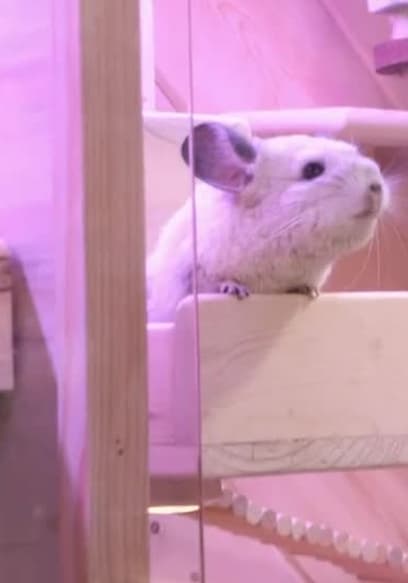Watch Animal Cribs S02:E02 - Chinchilla Chill Pad - Free TV Shows | Tubi