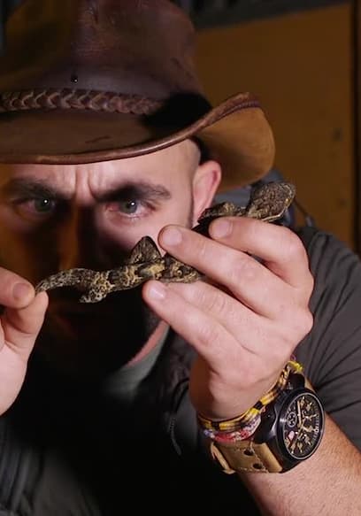 Watch Brave Wilderness S04:E02 - The Two-Tailed Gecko - Free TV Shows ...