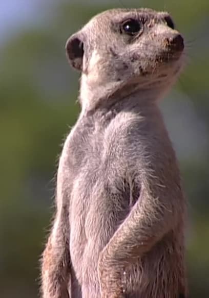 Watch Meerkat Manor S01:E01 - A Family Affair - Free TV Shows | Tubi