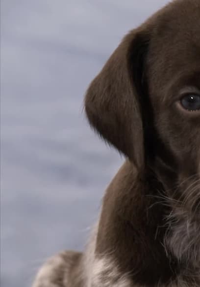 Watch Too Cute! S04:E03 - Pint-Sized Pups and a Ferret - Free TV Shows ...